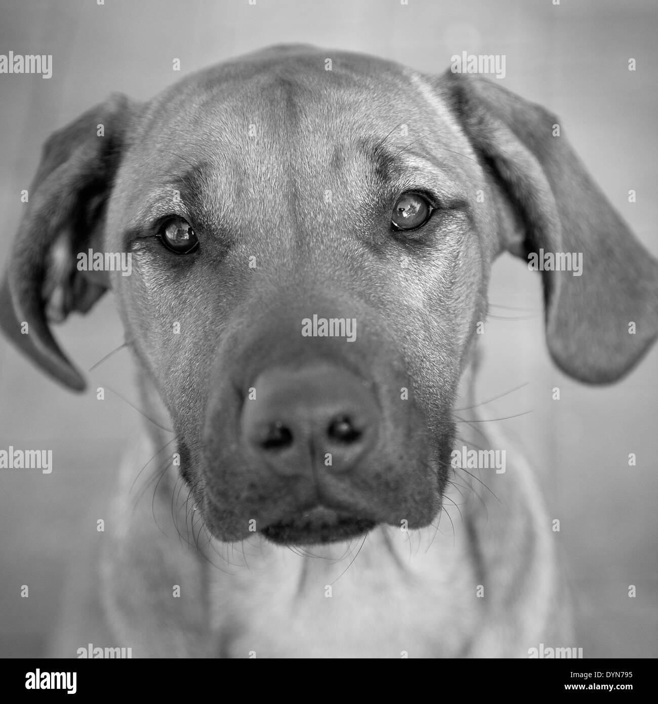 Sympathetic sad Black and White Stock Photos & Images - Alamy