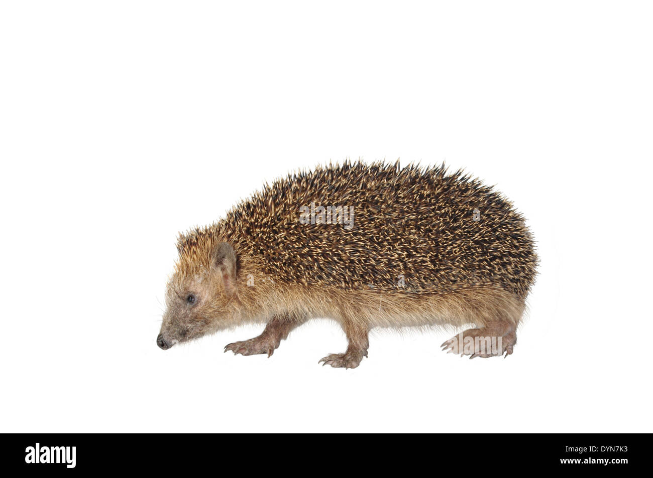 moving hedgehog on white background Stock Photo - Alamy