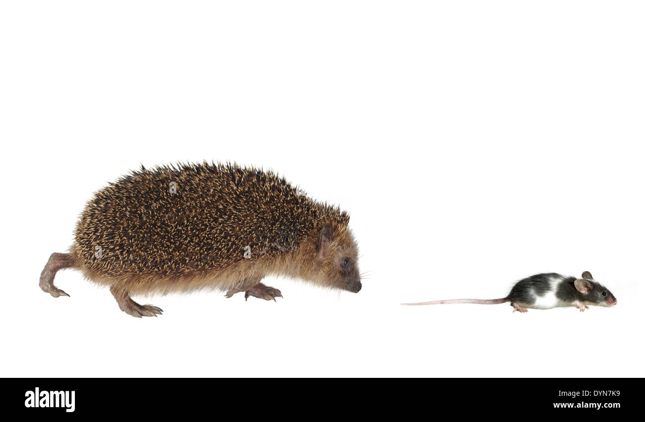 chasing mouse hedgehog on white background Stock Photo - Alamy