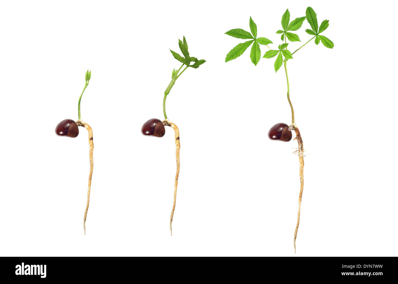 germinating chestnut on white background Stock Photo - Alamy