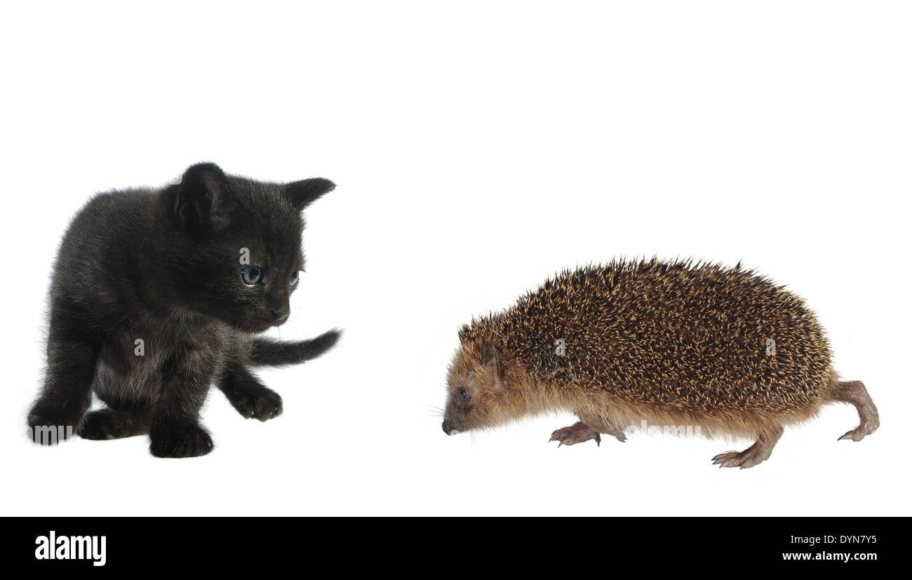 hedgehog and cat on white background Stock Photo - Alamy