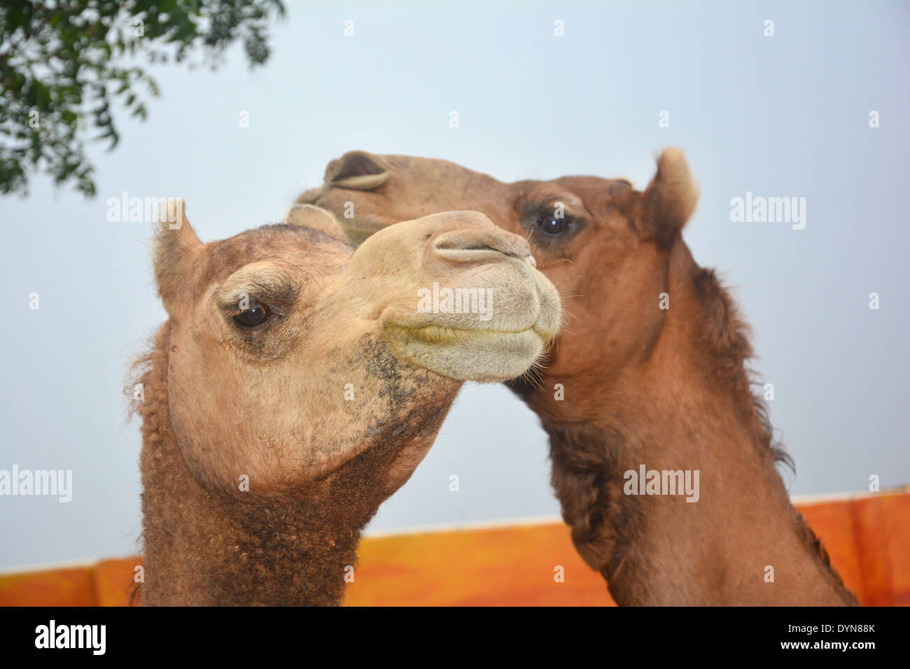 Two hump camels hi-res stock photography and images - Alamy