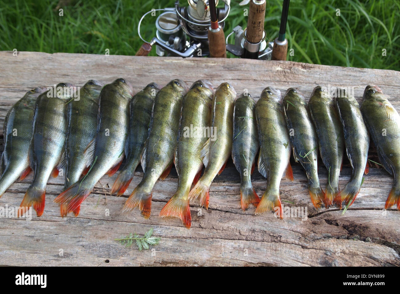 Perches with food hi-res stock photography and images - Alamy