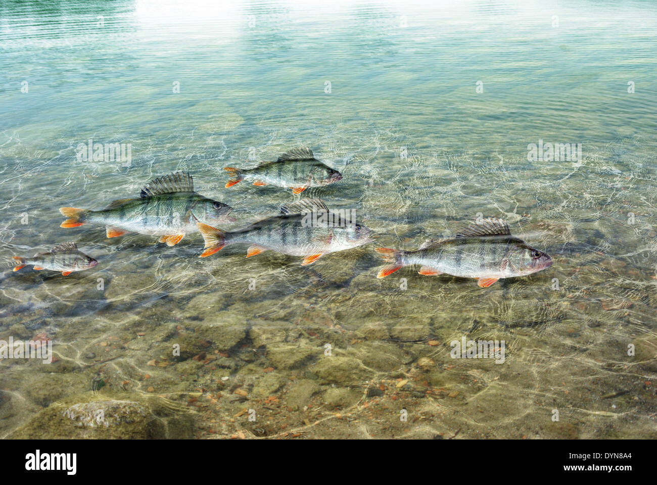 swimming in water predatory perch Stock Photo - Alamy