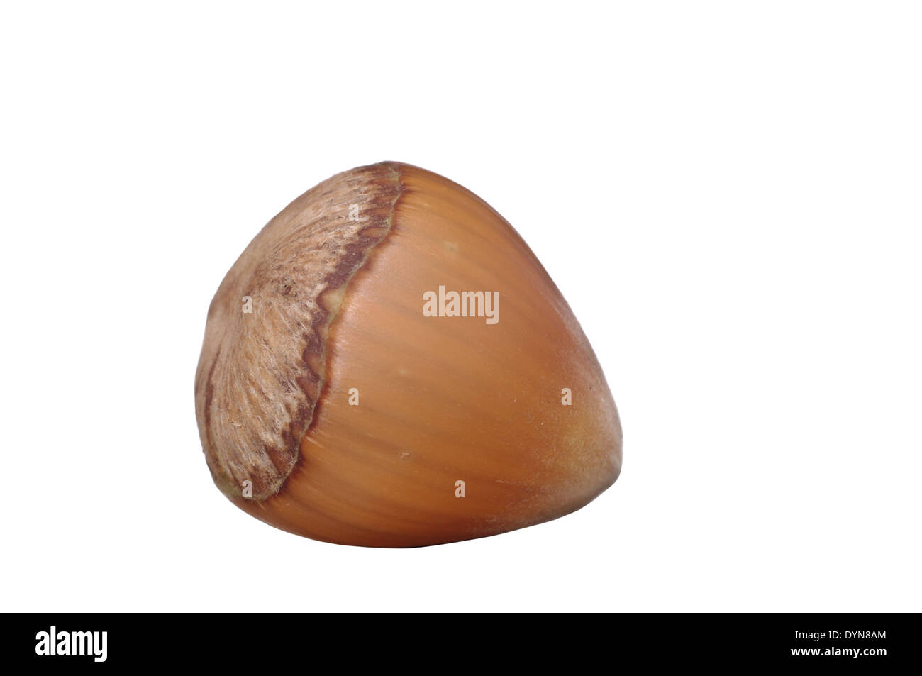 Hazelnut in shell hi-res stock photography and images - Alamy