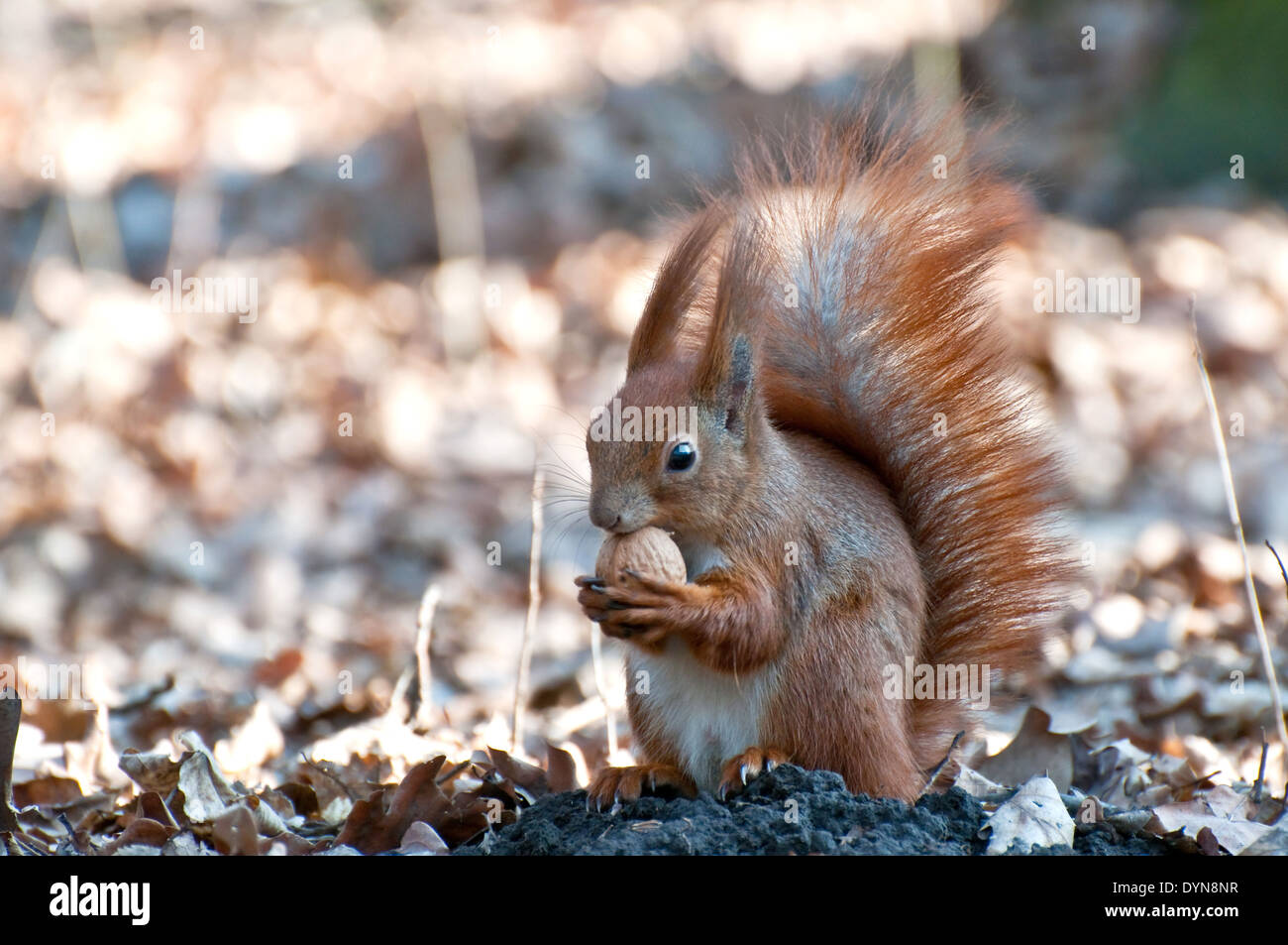 Squirrel with nut hi-res stock photography and images - Alamy