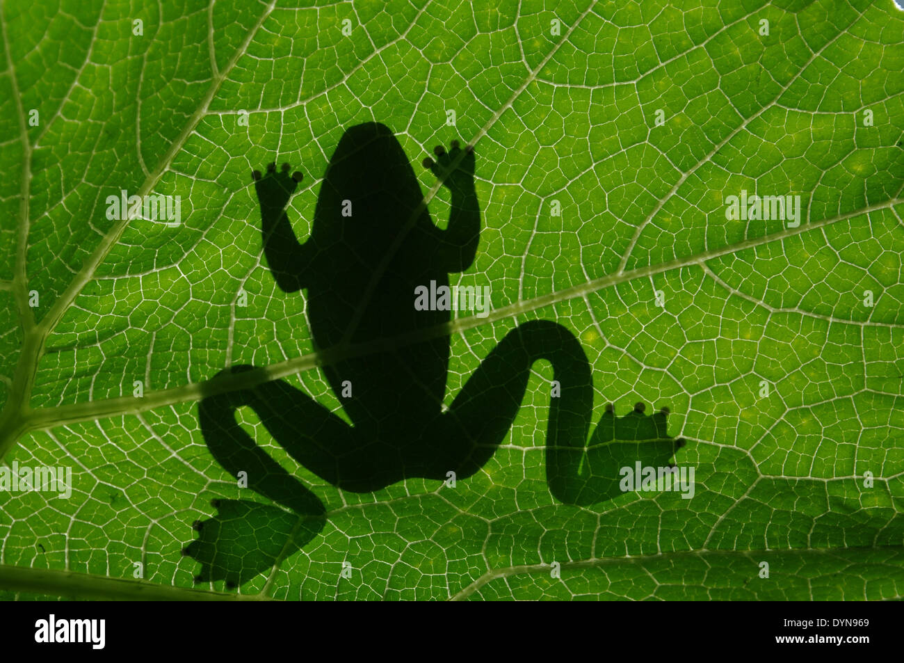 the frog's shadow on background of leaf Stock Photo - Alamy