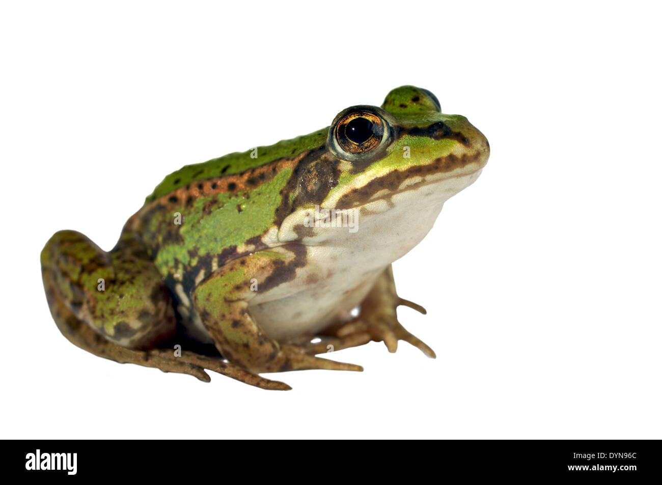 Fauna Cut Out Stock Images & Pictures - Alamy