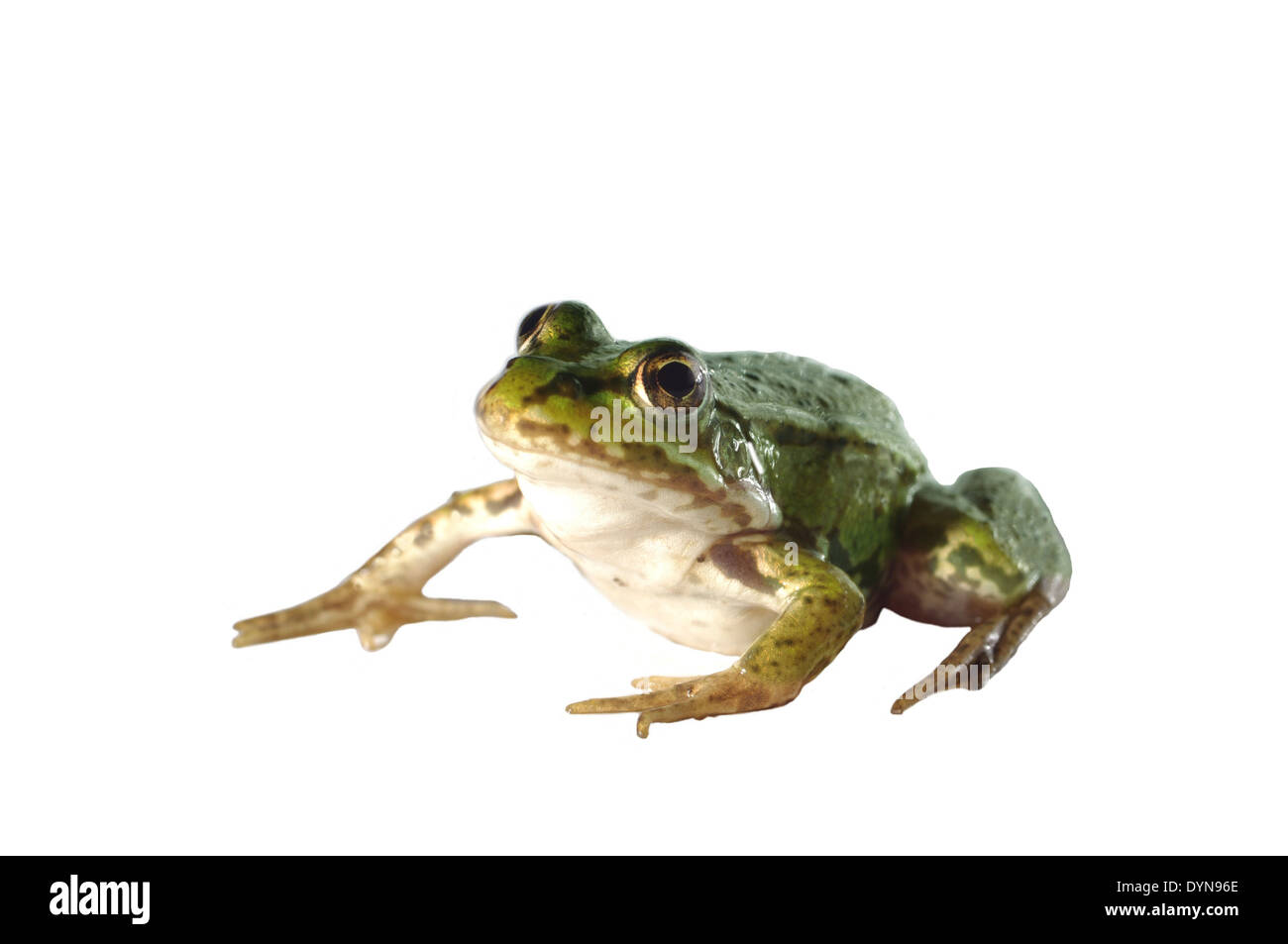 Green frog on background Cut Out Stock Images & Pictures - Alamy