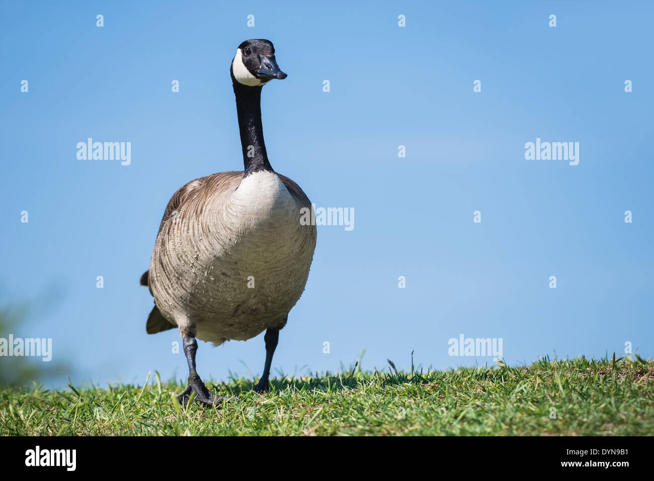 Canada goose standing in park hi-res stock photography and images - Alamy