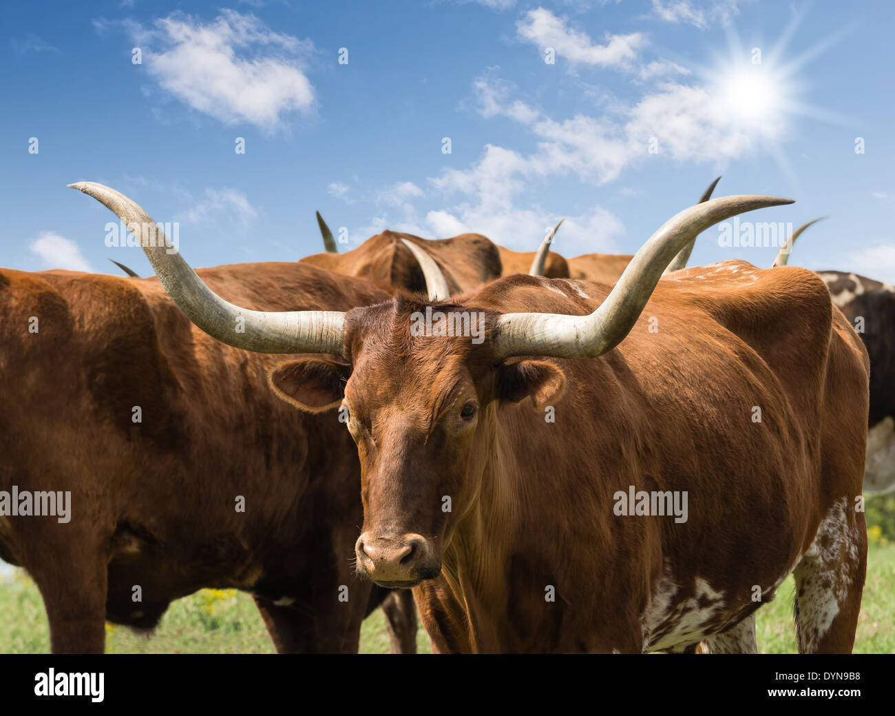 Texas longhorn cattle on pasture Stock Photo - Alamy
