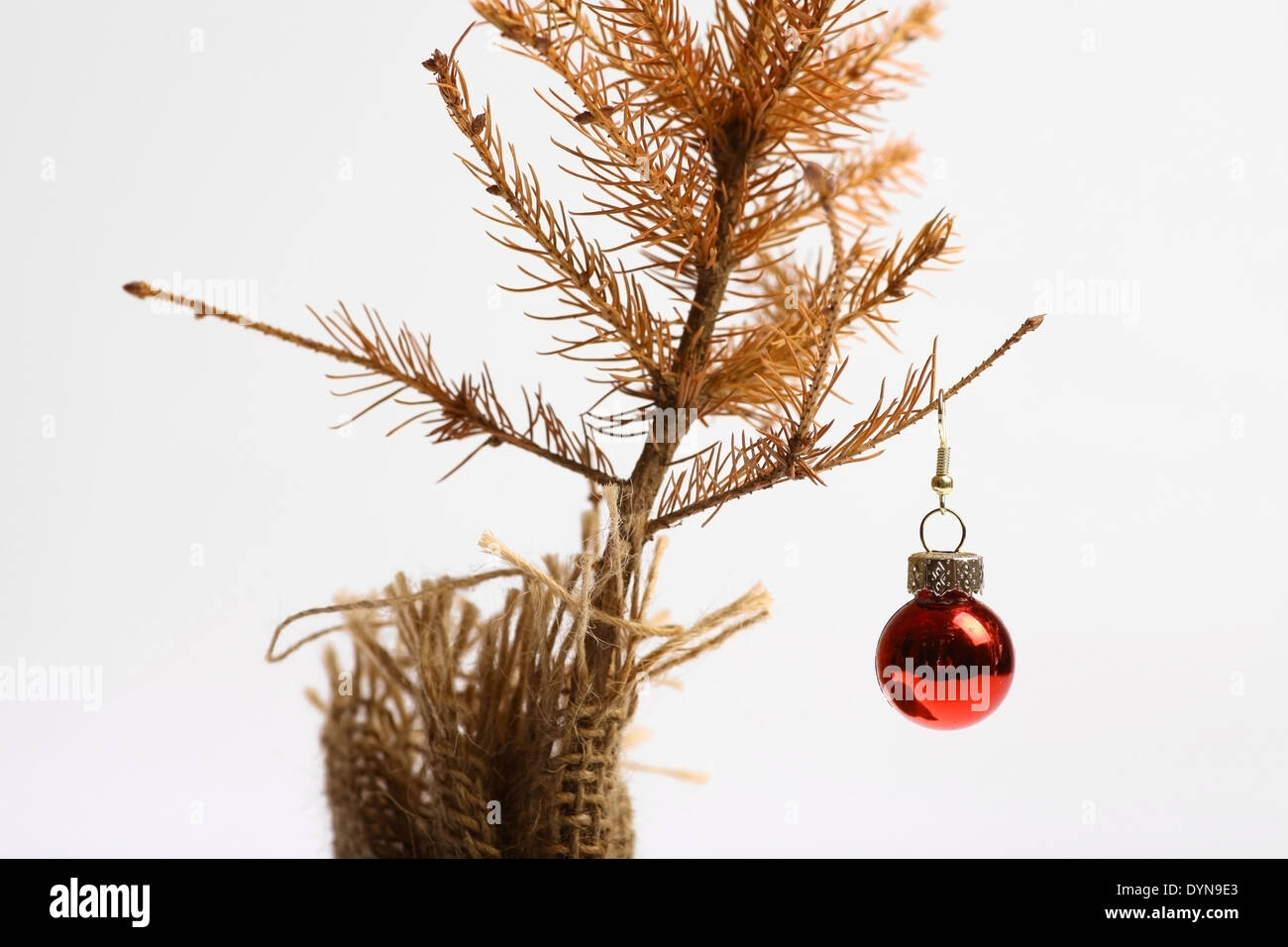 Dead Christmas Tree Isolated High Resolution Stock Photography and ...