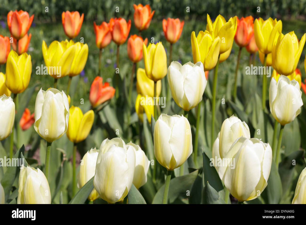Tulip mix hi-res stock photography and images - Alamy