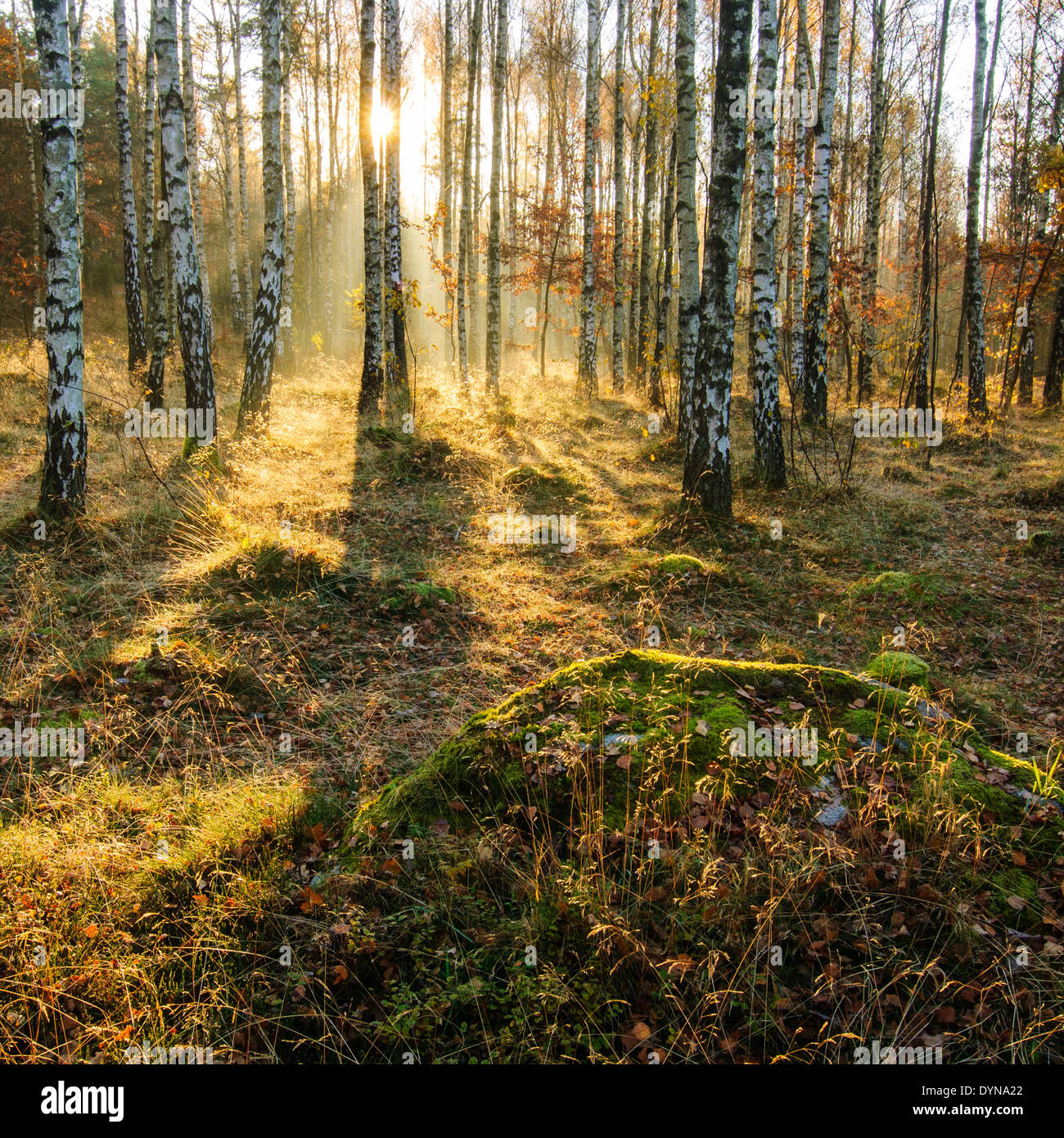 Birch tree square hi-res stock photography and images - Alamy