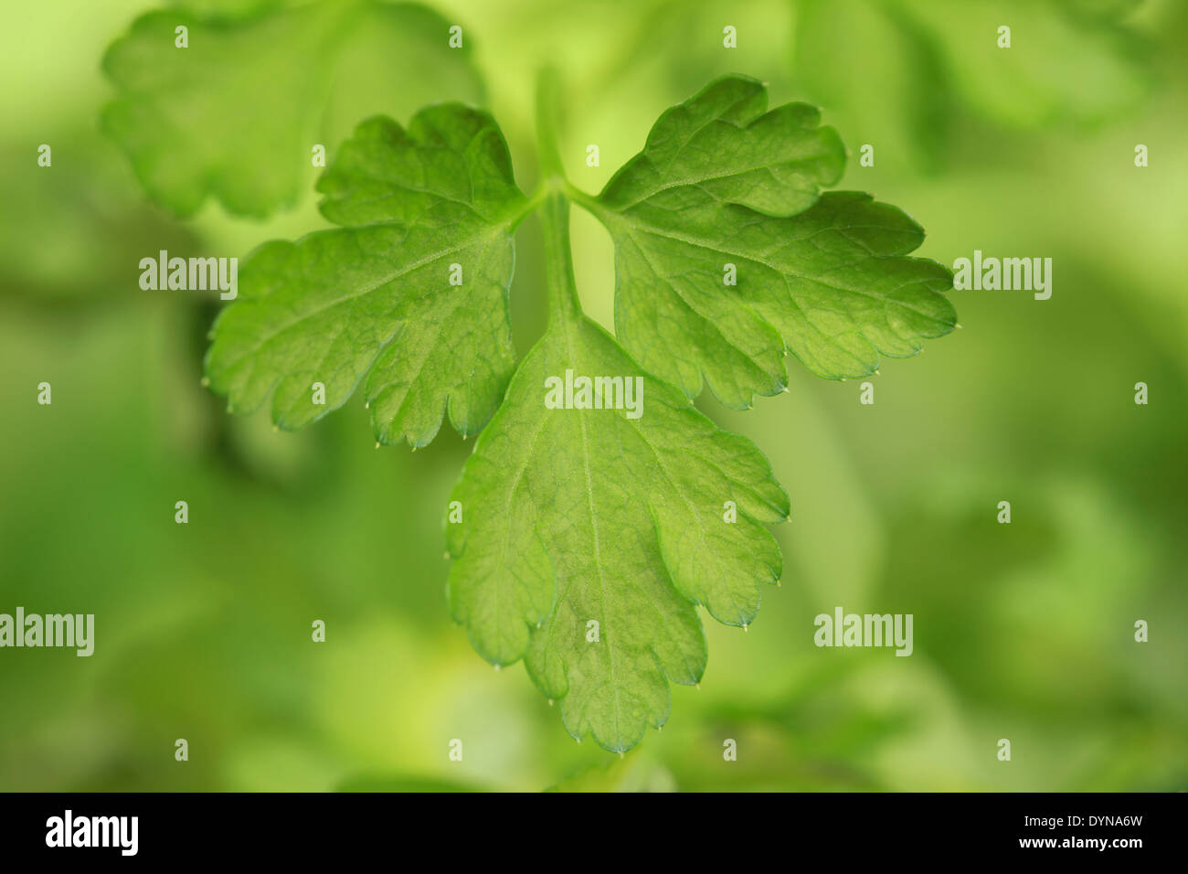 Eat The Leaf Hi res Stock Photography And Images Alamy eat-the-leaf-hi-res-stock-photography-and-images-alamy
