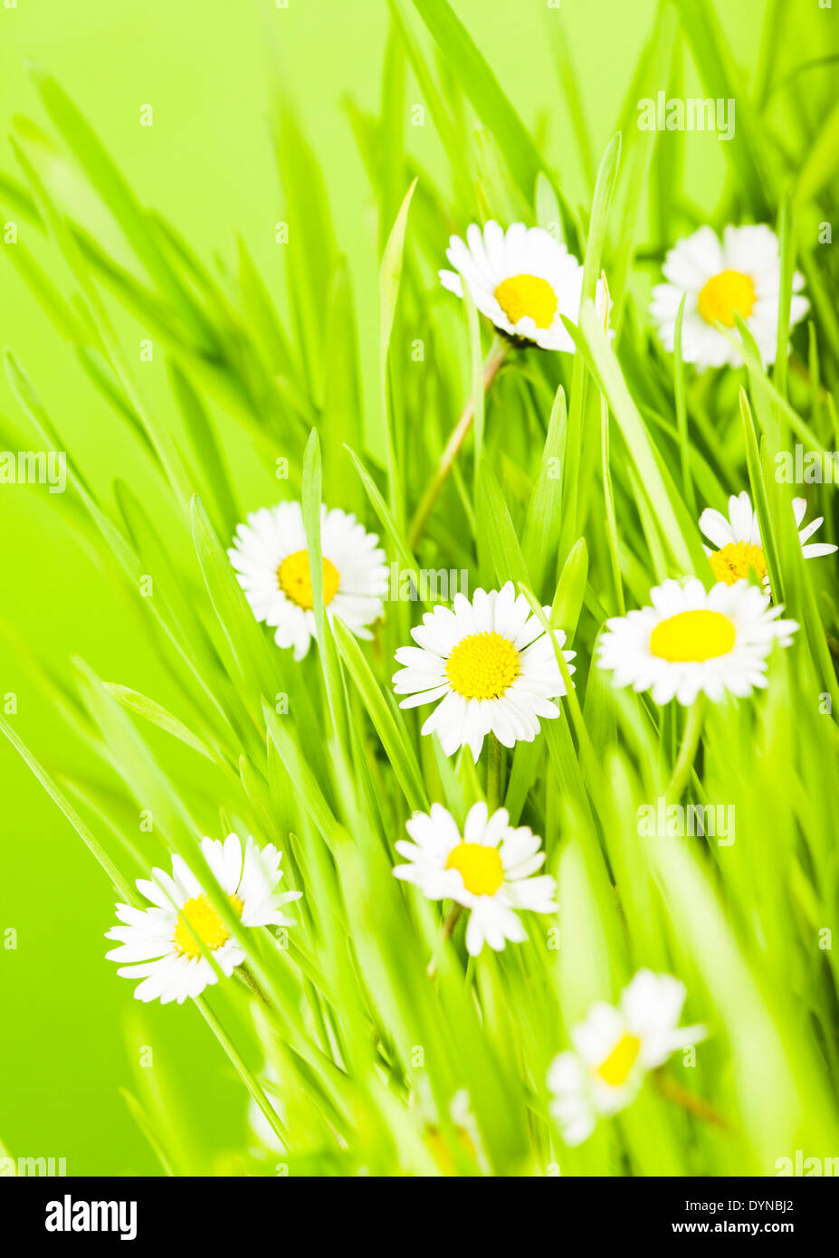 green grass and daisy Stock Photo - Alamy