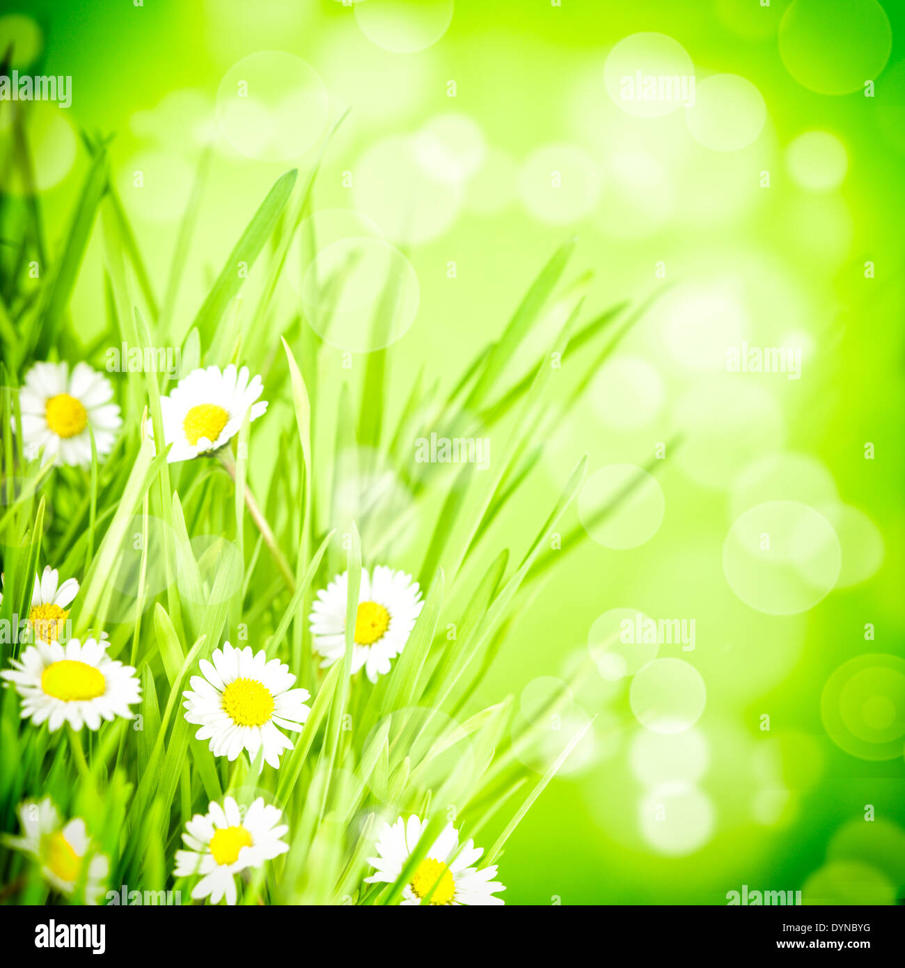 green grass and daisy Stock Photo - Alamy