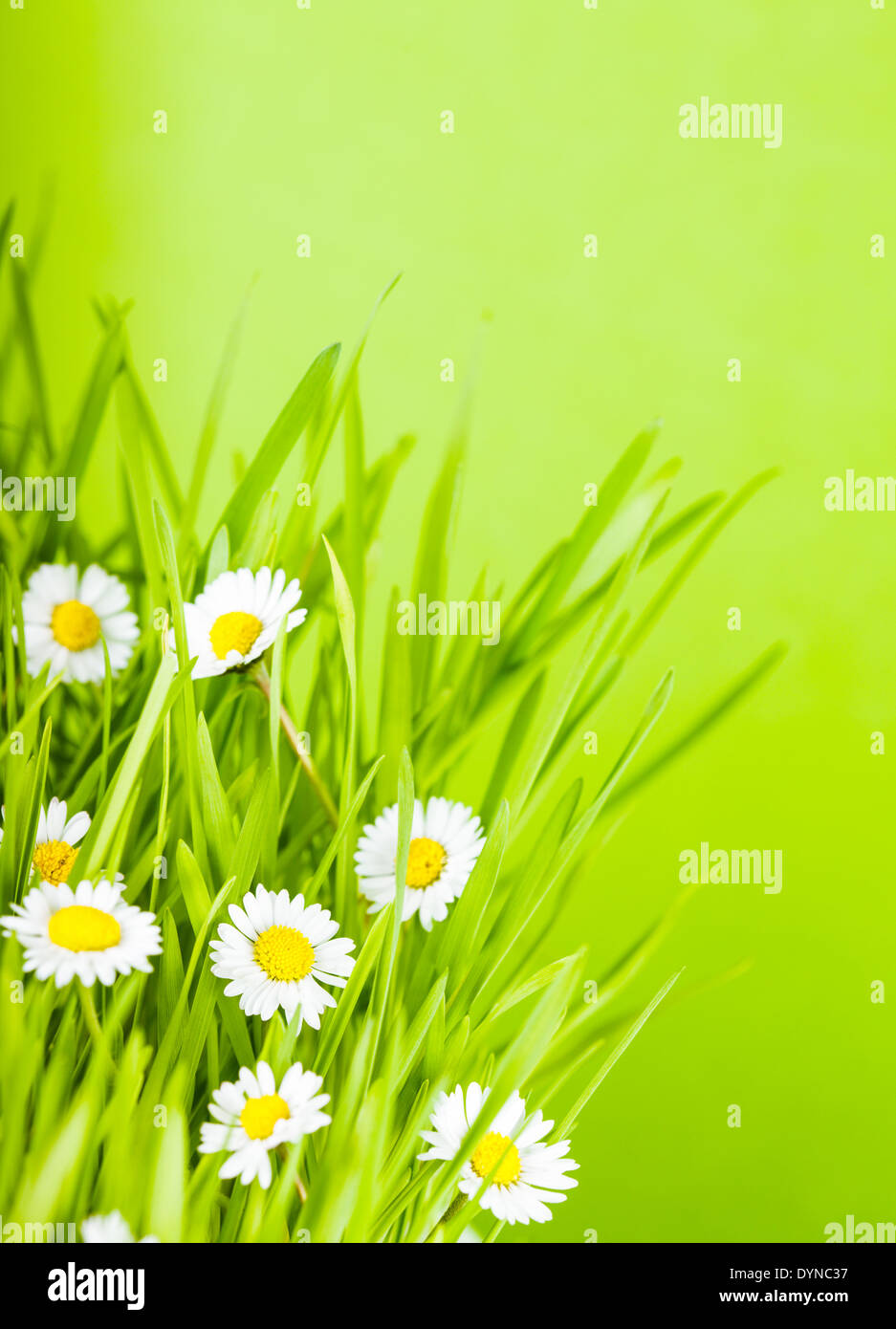green grass and daisy Stock Photo - Alamy
