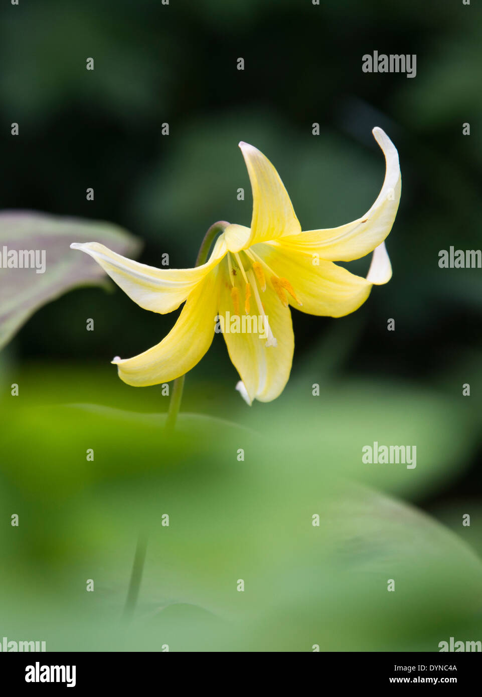 Erythronium dens canis 'Pagoda', this cultivar of the dogs tooth violet ...