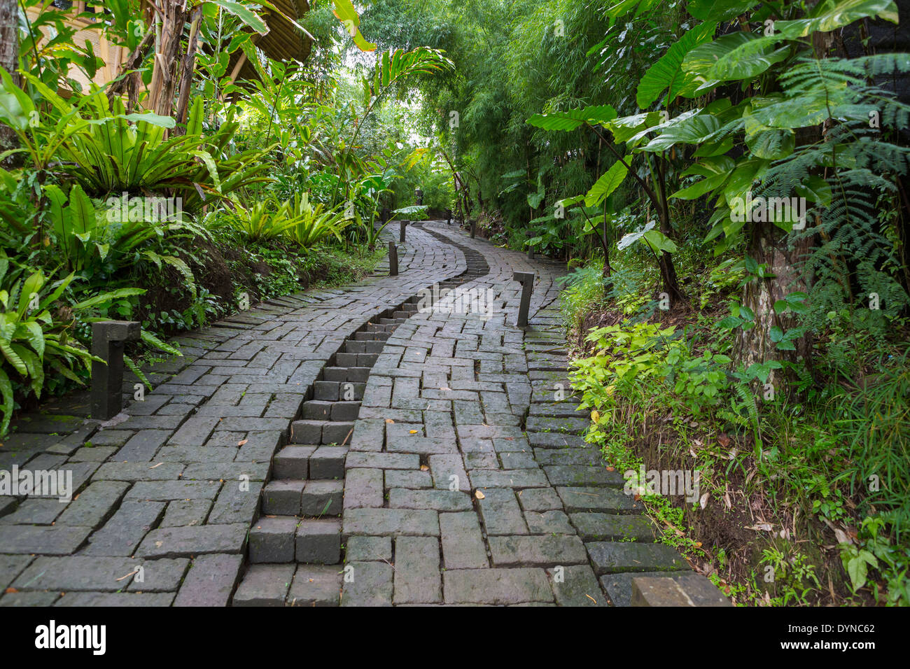 Stone pathway in tropical rainforest, Ubud, Bali, Indonesia Stock Photo ...