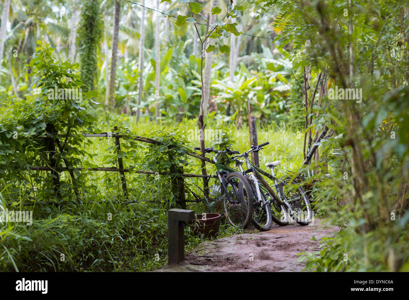 Lush tropical park on hi-res stock photography and images - Alamy