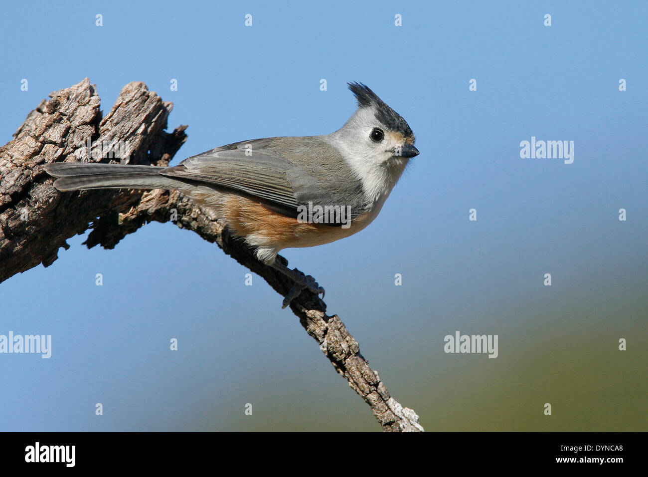 Black crested titmouse hi-res stock photography and images - Alamy