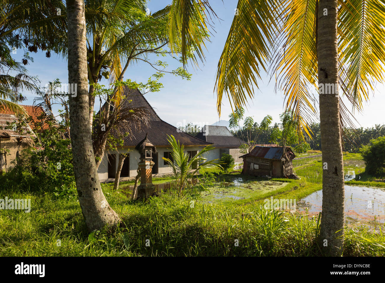 Houses and rice field, Ubud, Bali, Indonesia Stock Photo - Alamy