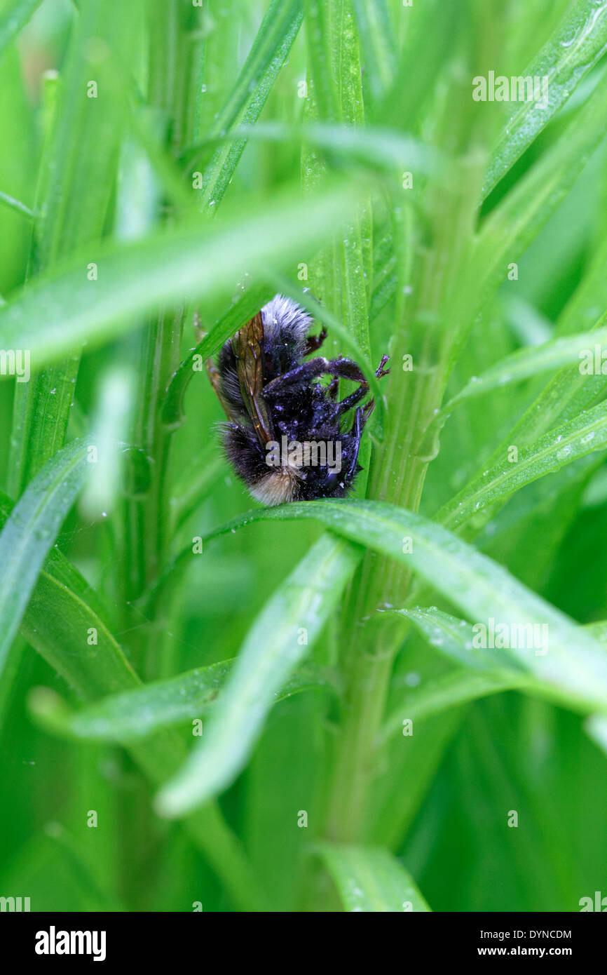 A bumblebee sheltering from the rain under a Stock Photo - Alamy