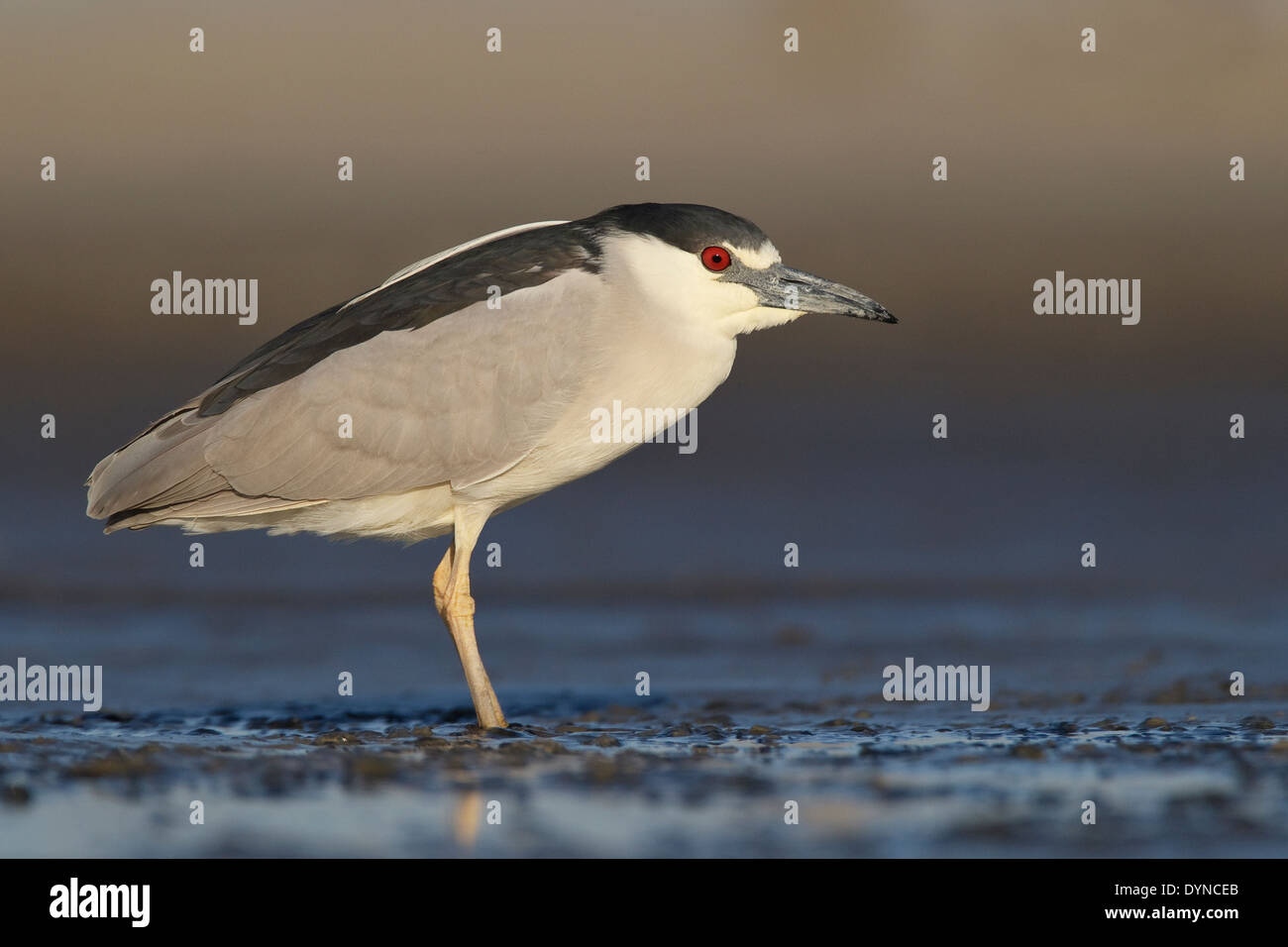 Black-crowned Night Heron - Nycticorax nycticorax - Adult Stock Photo ...