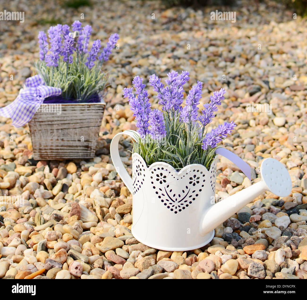 Lavender in pot hi-res stock photography and images - Alamy