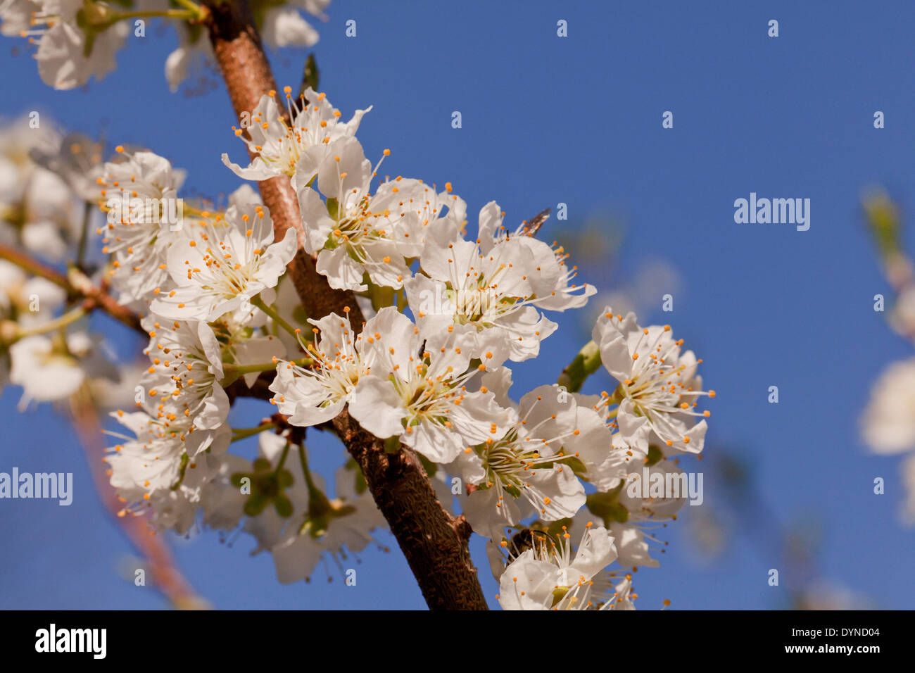 Blossoms blossom hi-res stock photography and images - Alamy