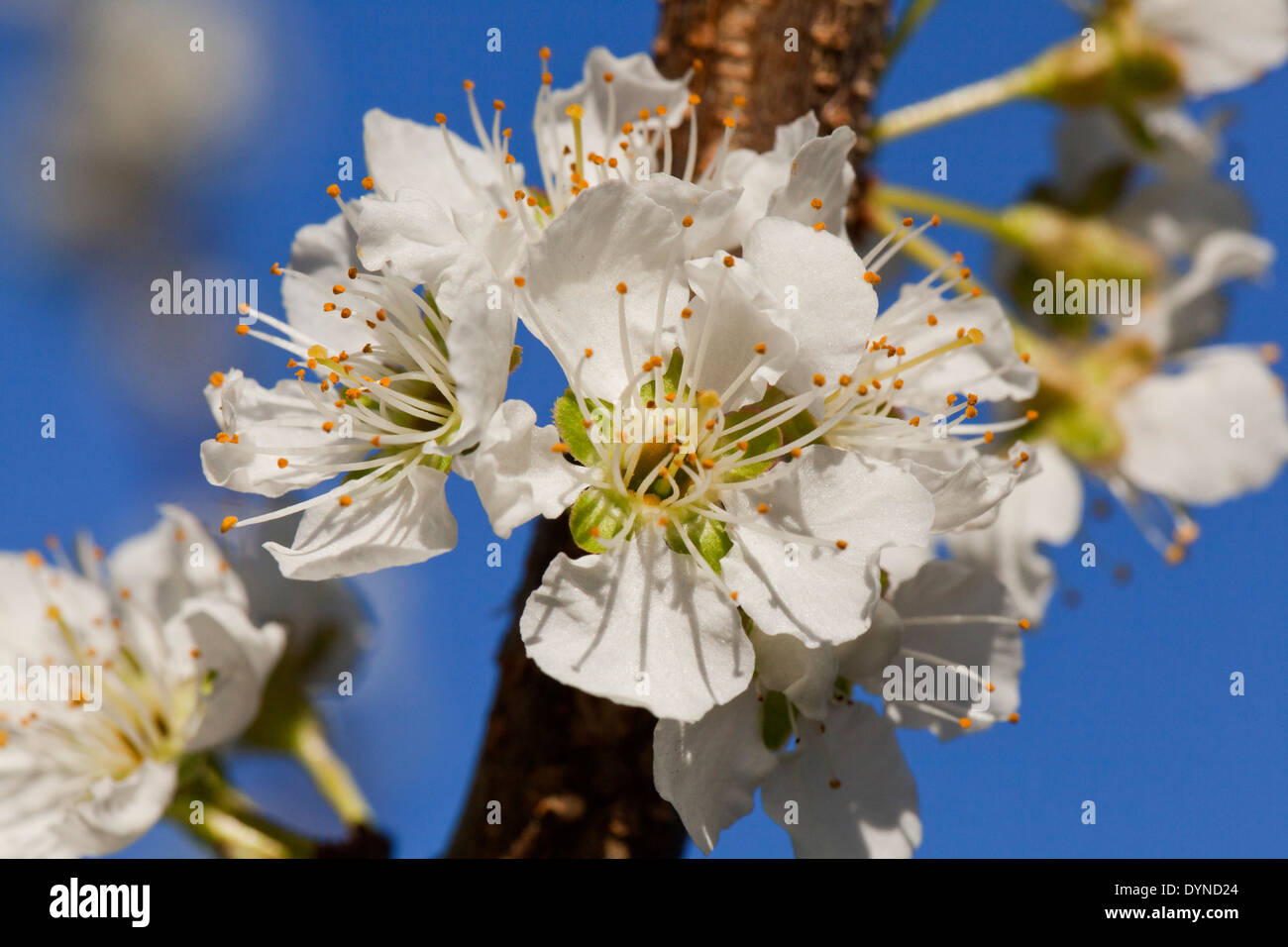 Blossoms blossom hi-res stock photography and images - Alamy