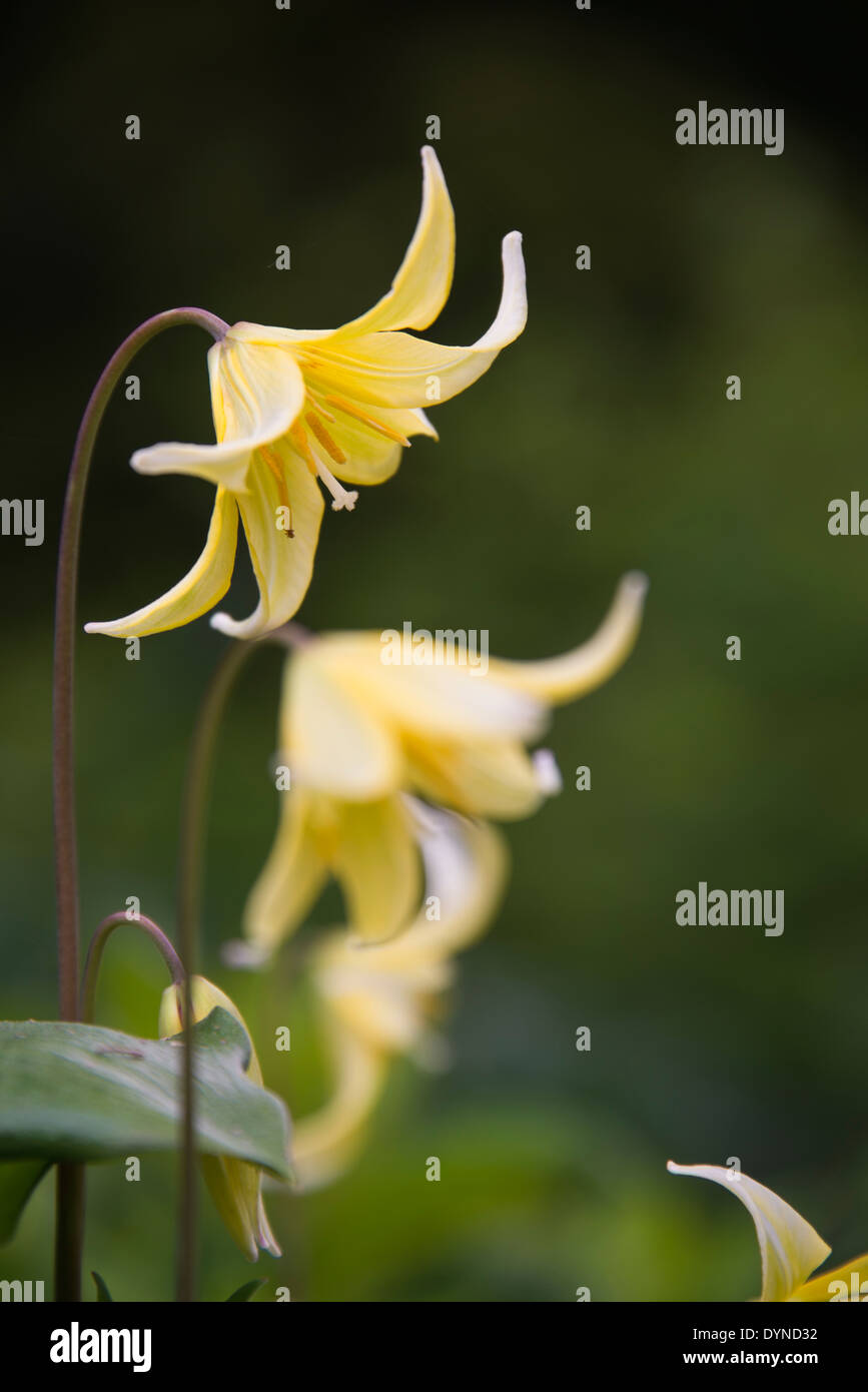 Erythronium dens canis 'Pagoda', this cultivar of the dogs tooth violet ...