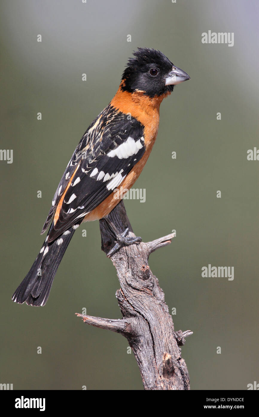 Black-headed Grosbeak - Pheucticus melanocephalus - Male Stock Photo ...