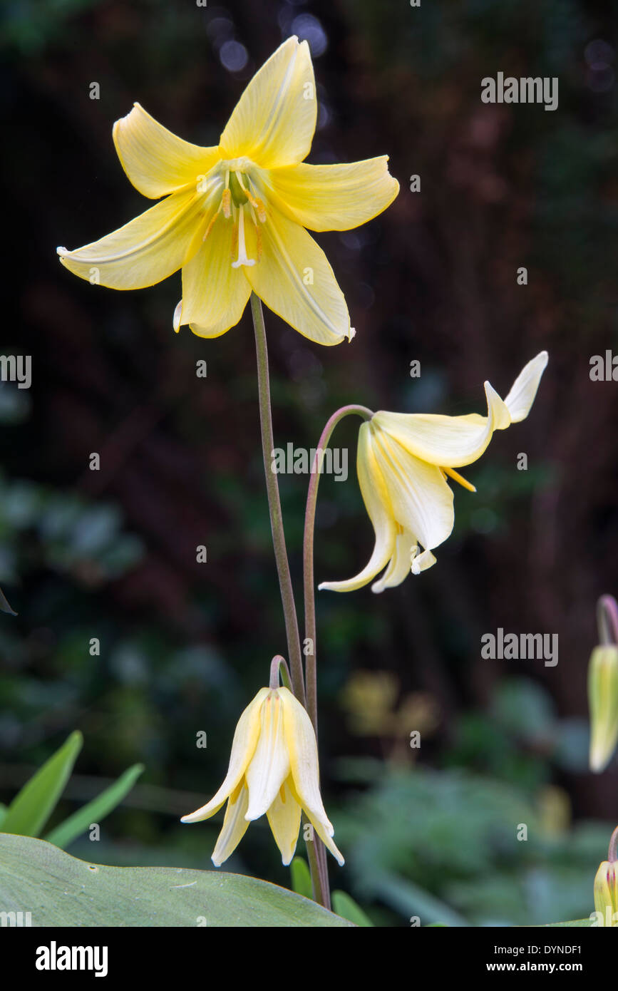 Erythronium dens canis 'Pagoda', this cultivar of the dogs tooth violet ...