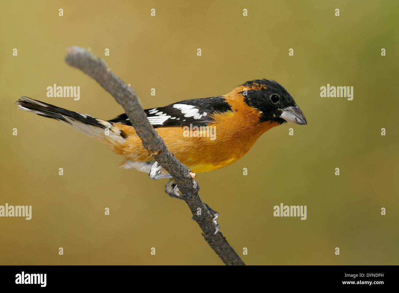 Black-headed Grosbeak - Pheucticus melanocephalus - Male Stock Photo ...