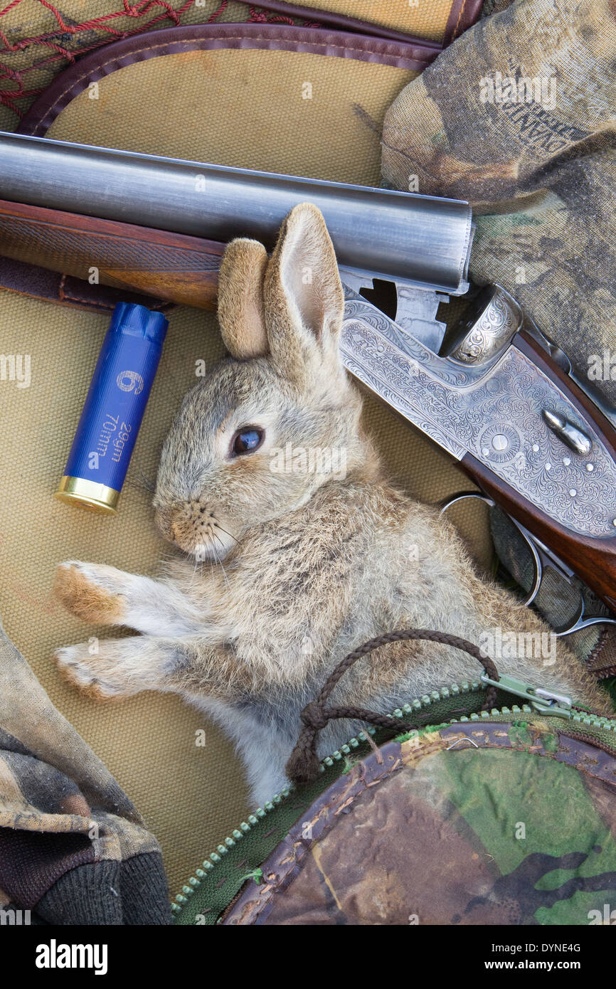 A dead rabbit with a shotgun and shooting equipment Stock Photo - Alamy