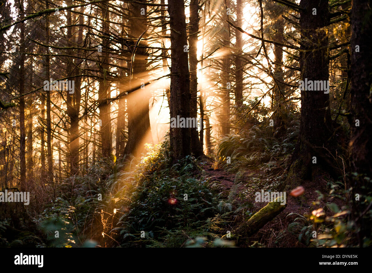 Forest lit by sun hi-res stock photography and images - Alamy