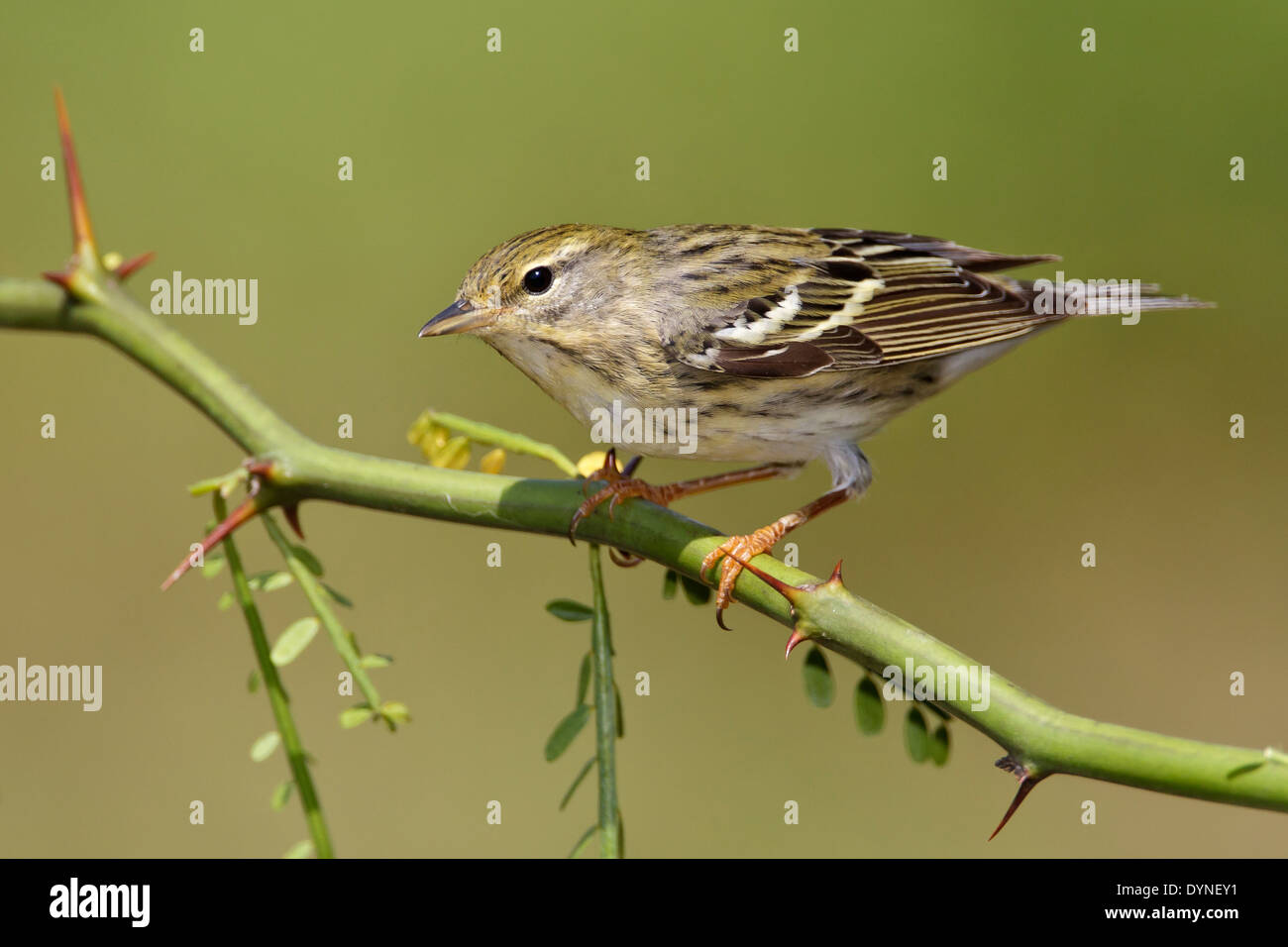 Adult female breeding hi-res stock photography and images - Alamy