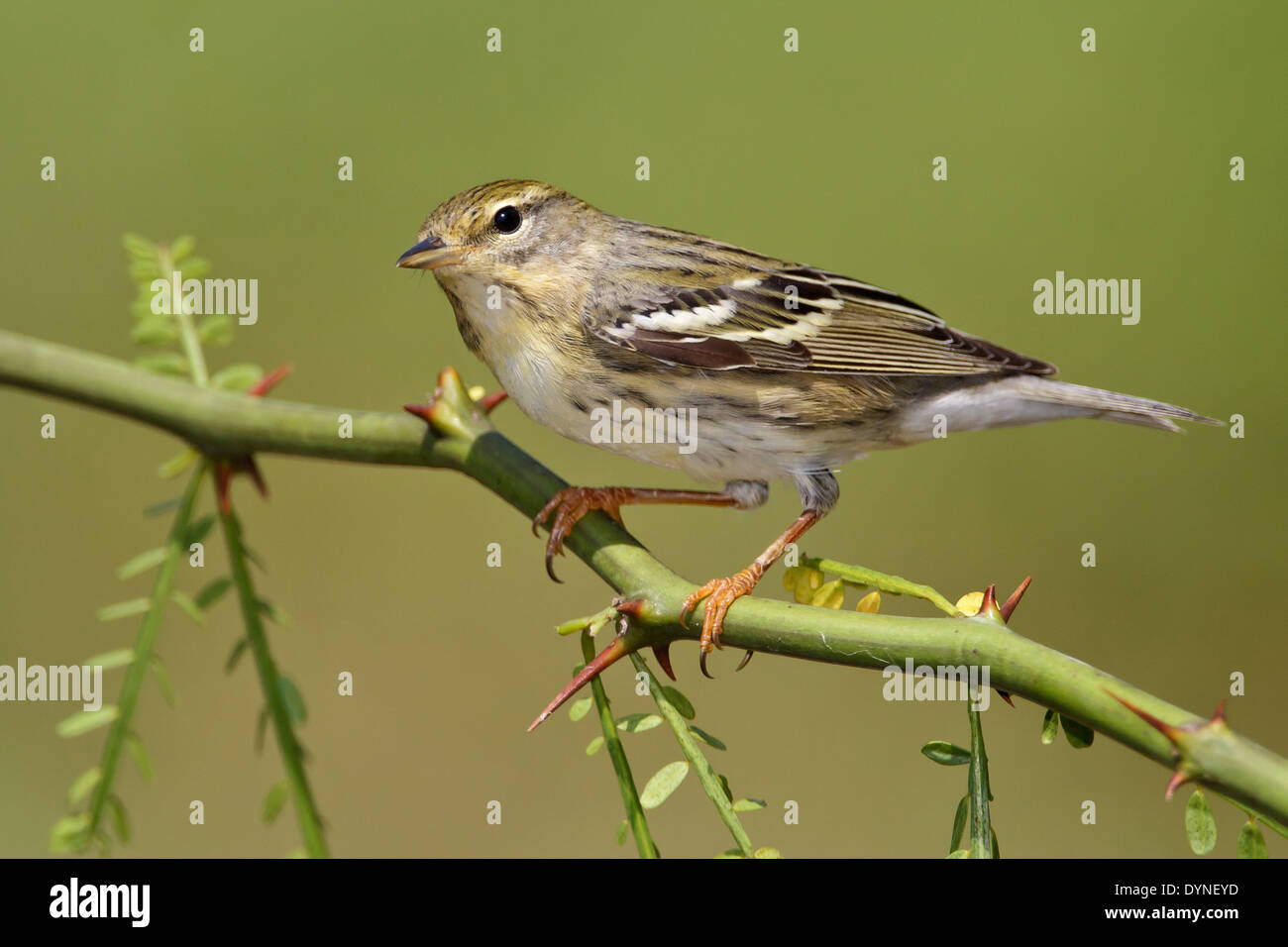 Blackpoll Warbler High Resolution Stock Photography and Images - Alamy