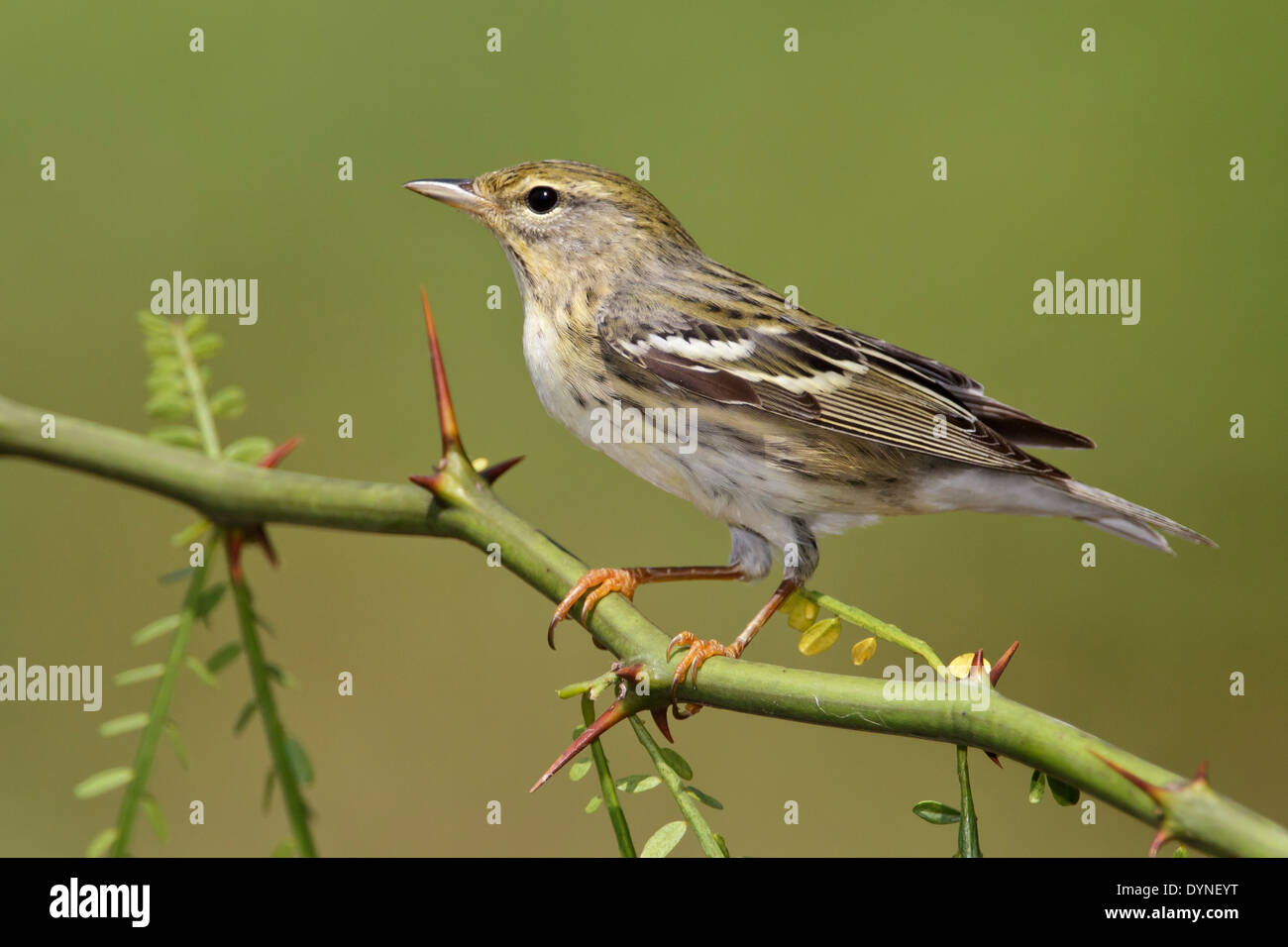 Blackpoll Warbler High Resolution Stock Photography and Images - Alamy