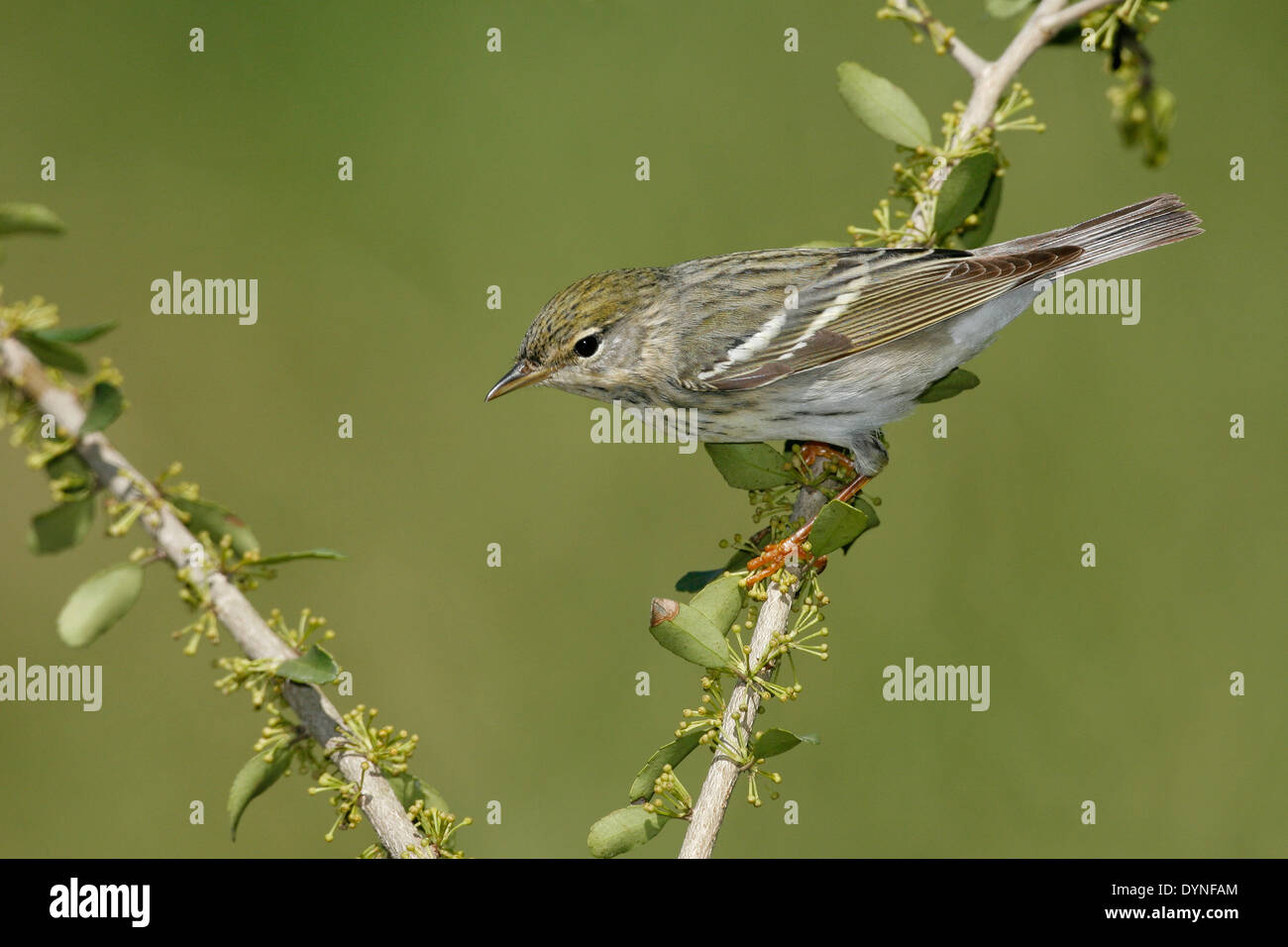 Female Blackpoll High Resolution Stock Photography and Images - Alamy