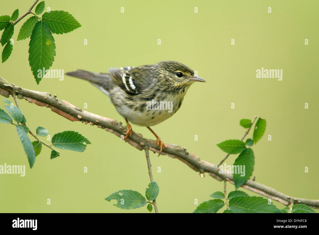 Female Blackpoll High Resolution Stock Photography and Images - Alamy