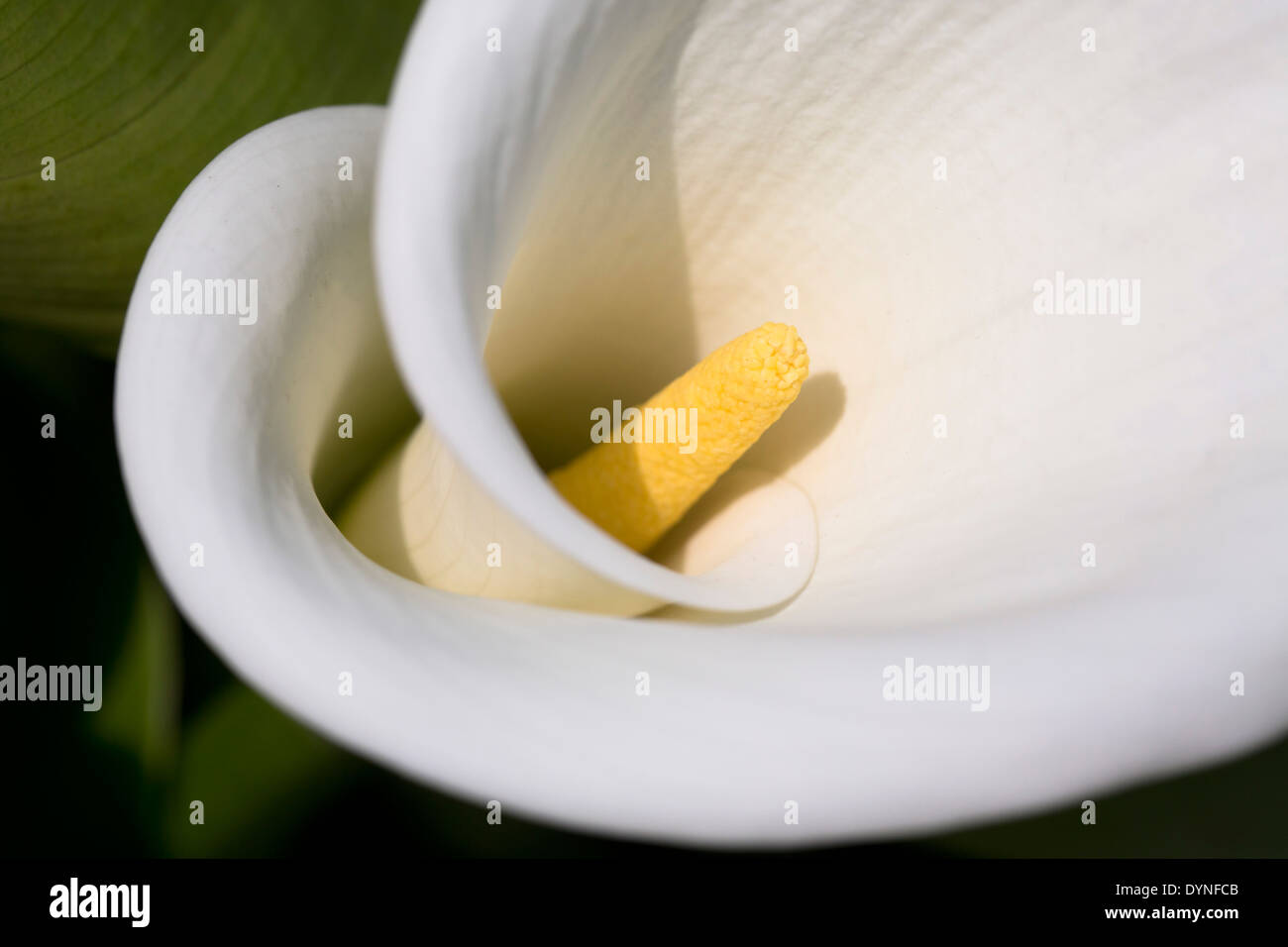 Arum lily hi-res stock photography and images - Alamy