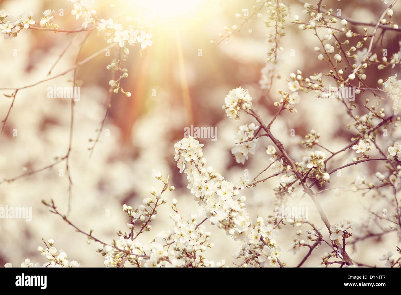 Blossoming tree spring with very shallow focus background or backdrop ...