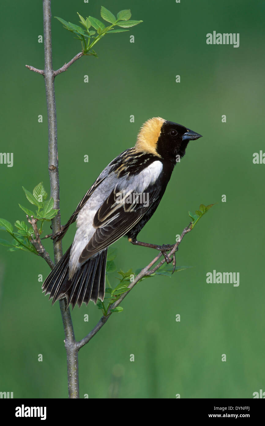 Bobolink - Dolichonyx oryzivorus - Adult male breeding Stock Photo - Alamy