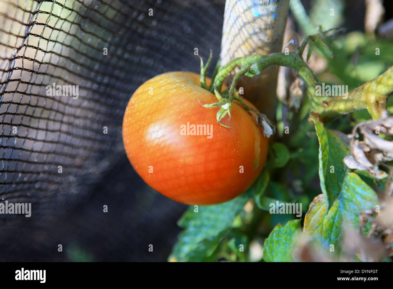 Turning red hi-res stock photography and images - Alamy