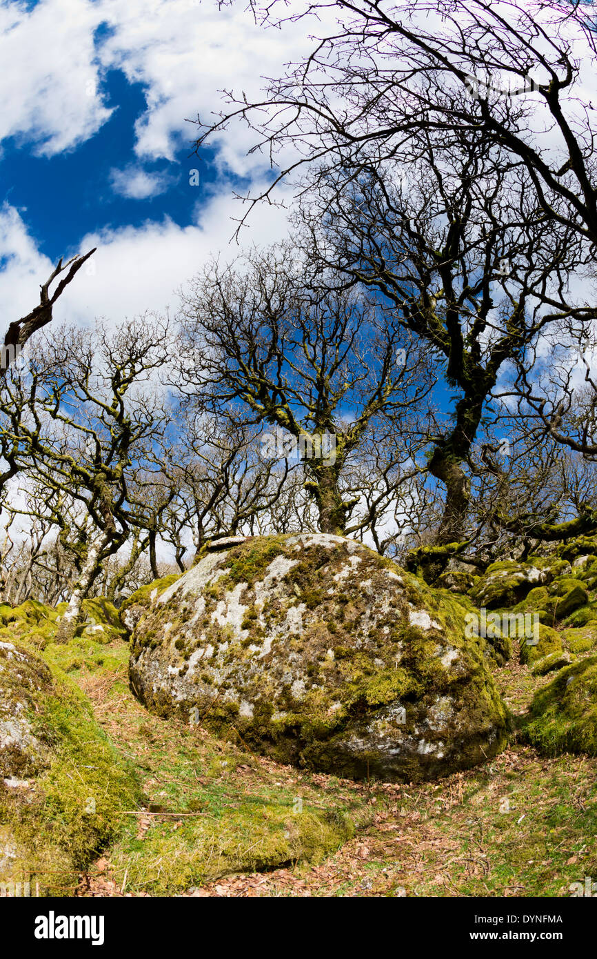 Copse oak dartmoor devon tree wood hi-res stock photography and images ...