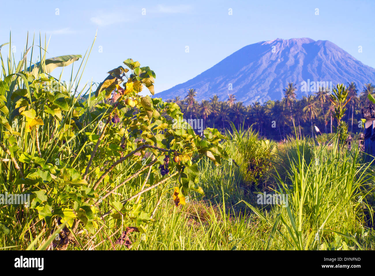 Picture of Mountain Agung.Bali Island. Indonesia Stock Photo - Alamy