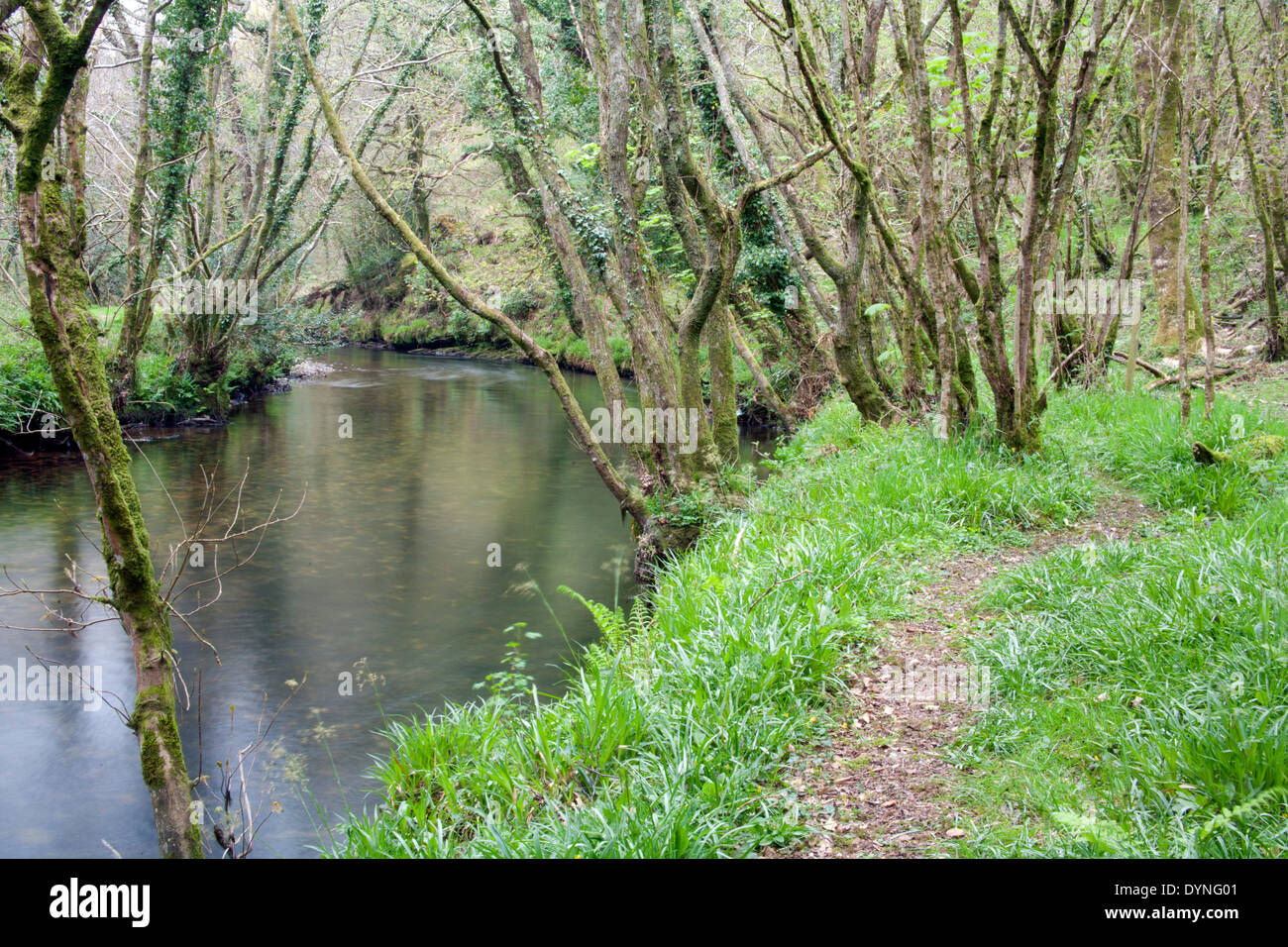 Cabilla woods hi-res stock photography and images - Alamy